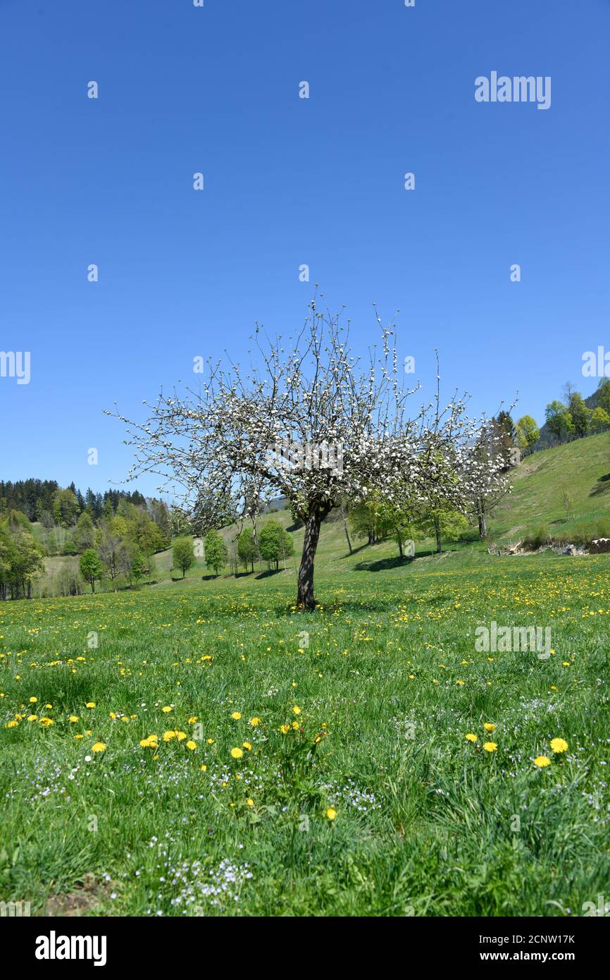 Apple tree in spring Stock Photo - Alamy