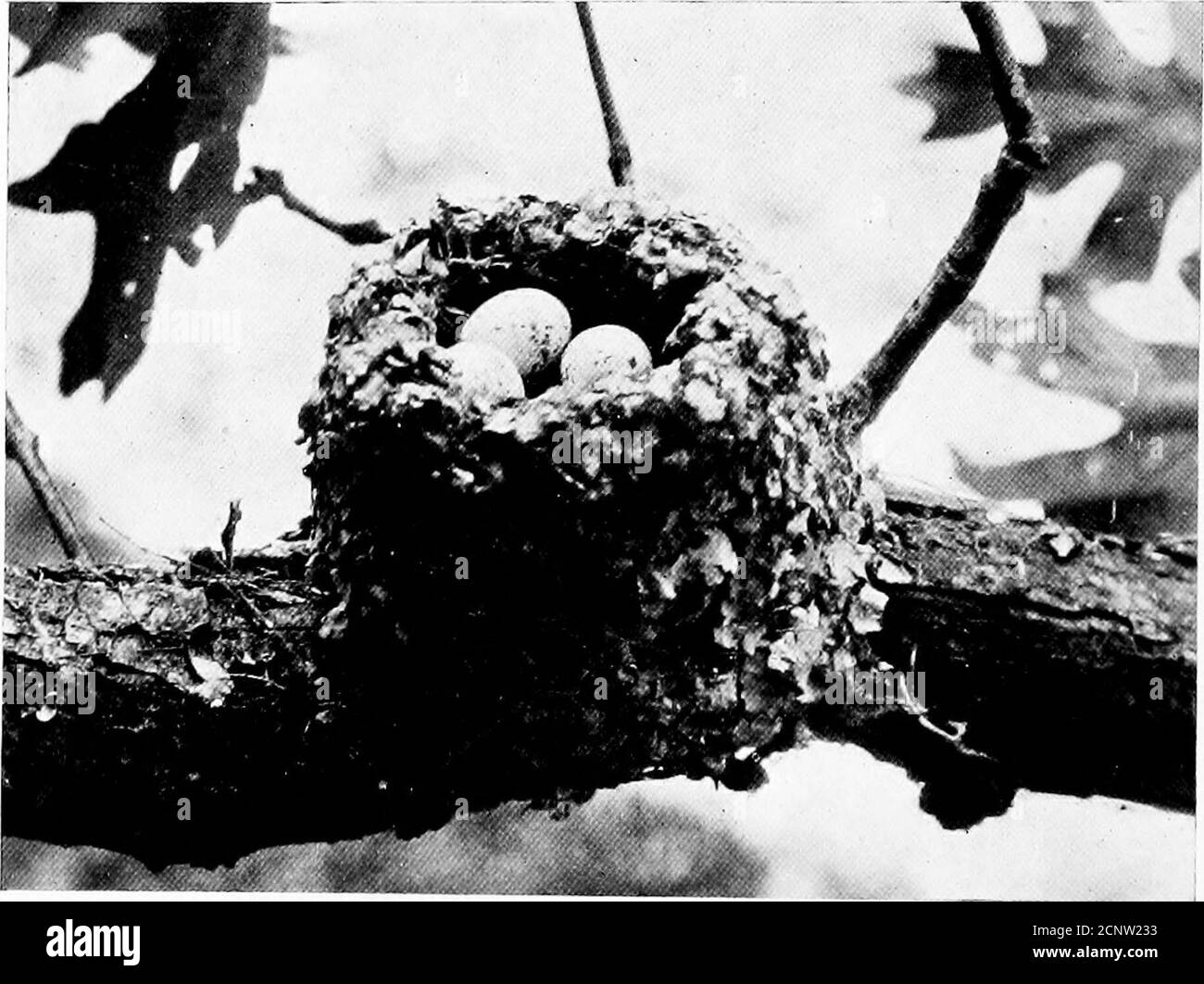 . North American birds eggs . Photo by (. A. Smith.NEST AND EGGS OF ...