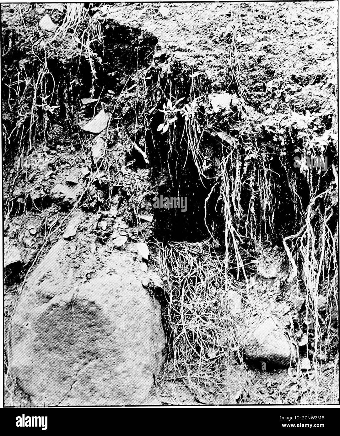 . North American birds eggs . [White.] North American Birds Eggs. 321 ...