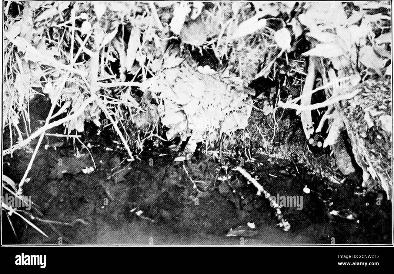 . North American birds eggs . Photo by C. A. Reed. ARCHED NEST OF OVEN ...