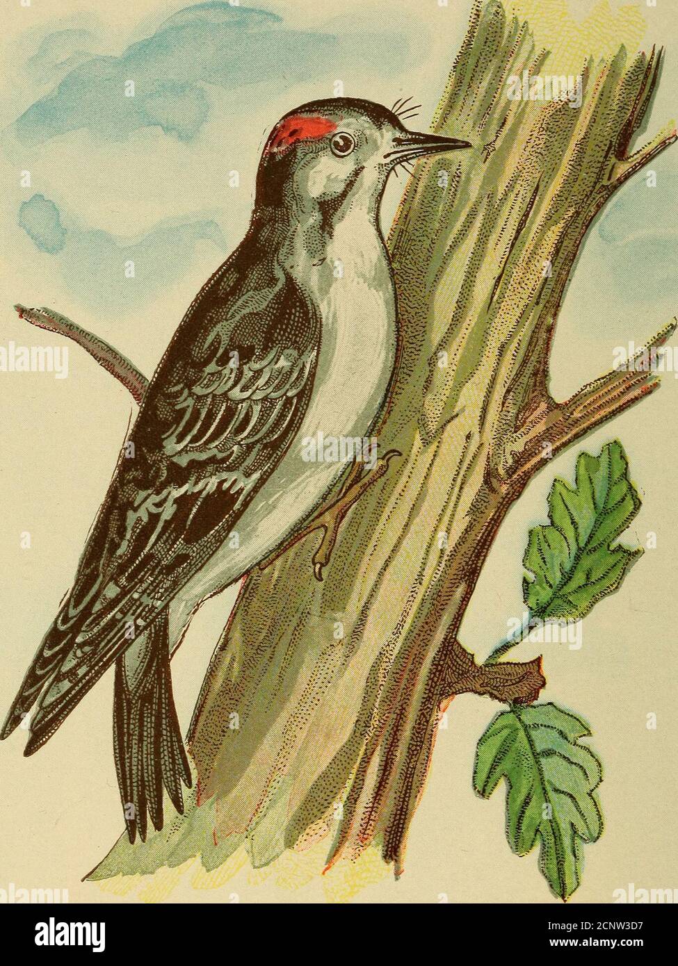 Cone shaped beak hi-res stock photography and images - Alamy