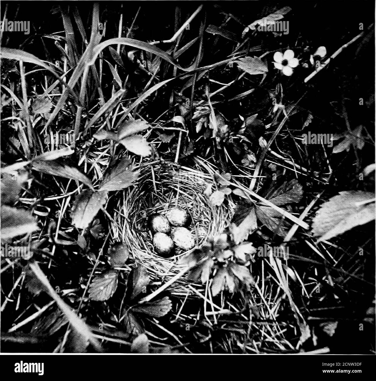 . North American birds eggs . ^1. Photo by C. H. Morrill.NEST AND EGGS ...