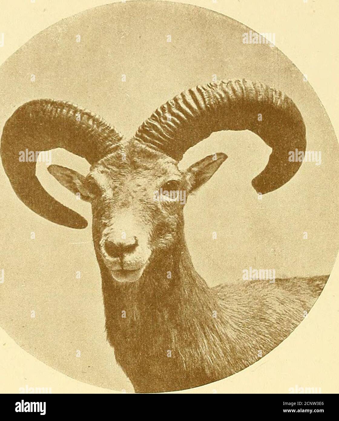 Backwards curving horns hi-res stock photography and images - Alamy