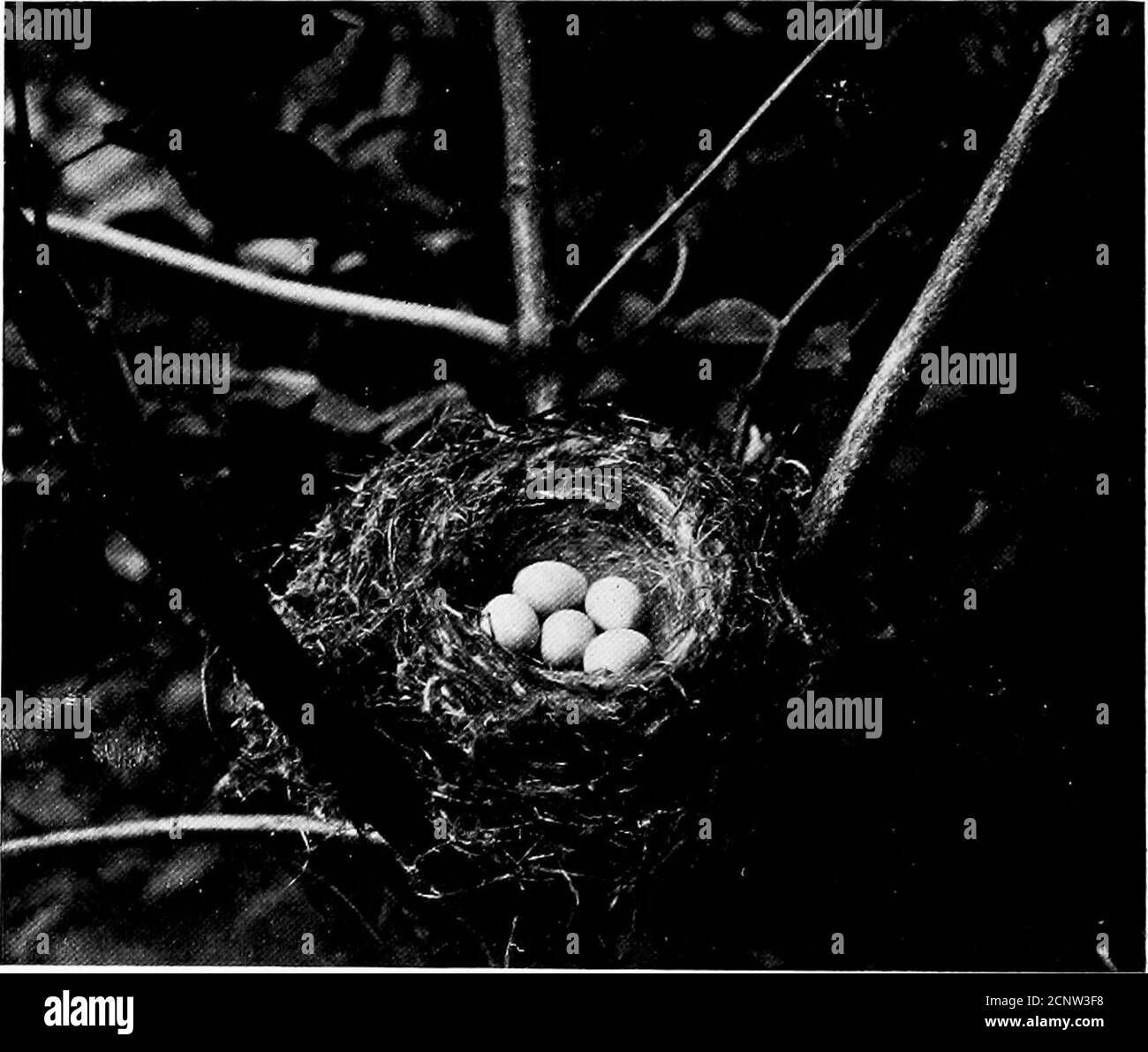 . North American birds eggs . Photo by Xornian V. Swayne.NEST AND EGGS ...