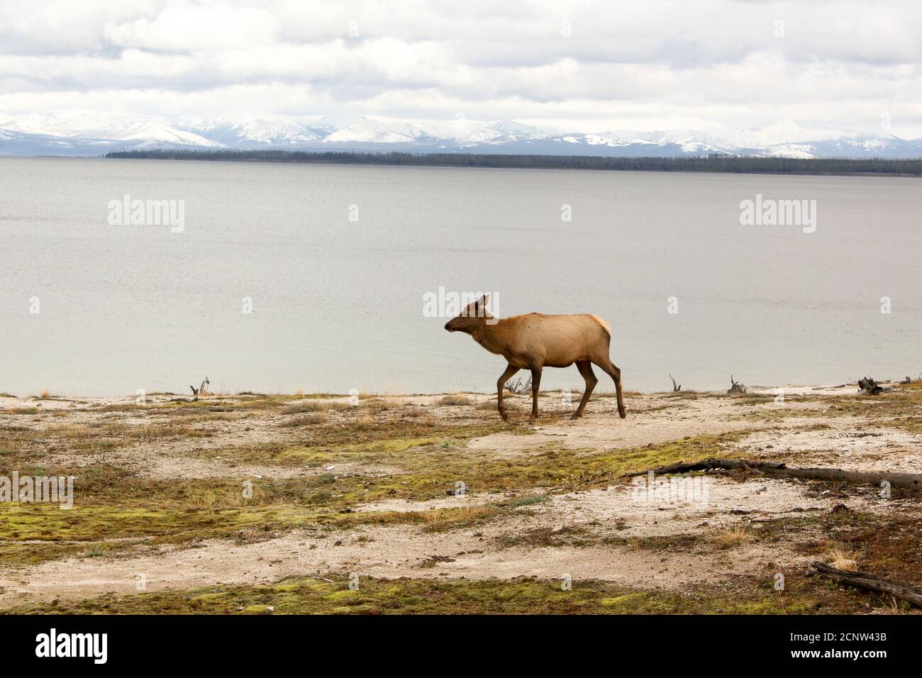 Yellowstone National Park, animals buffalo moose danger sign Stock ...