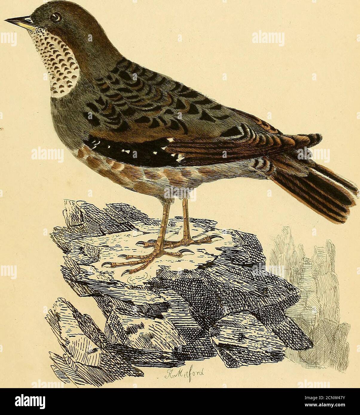 . Illustrations of ornithology . lla modularis, Linn. vol. i. p. 329 ...