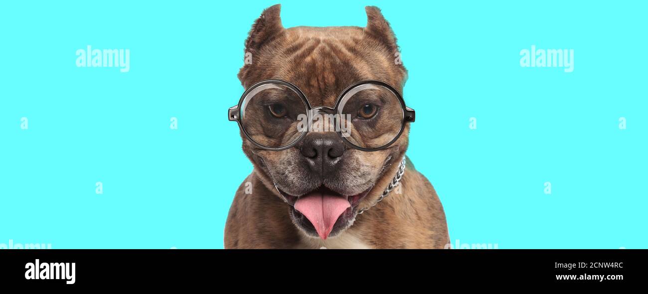 cute nerdy American Bully dog sticking out his tongue, wearing ...