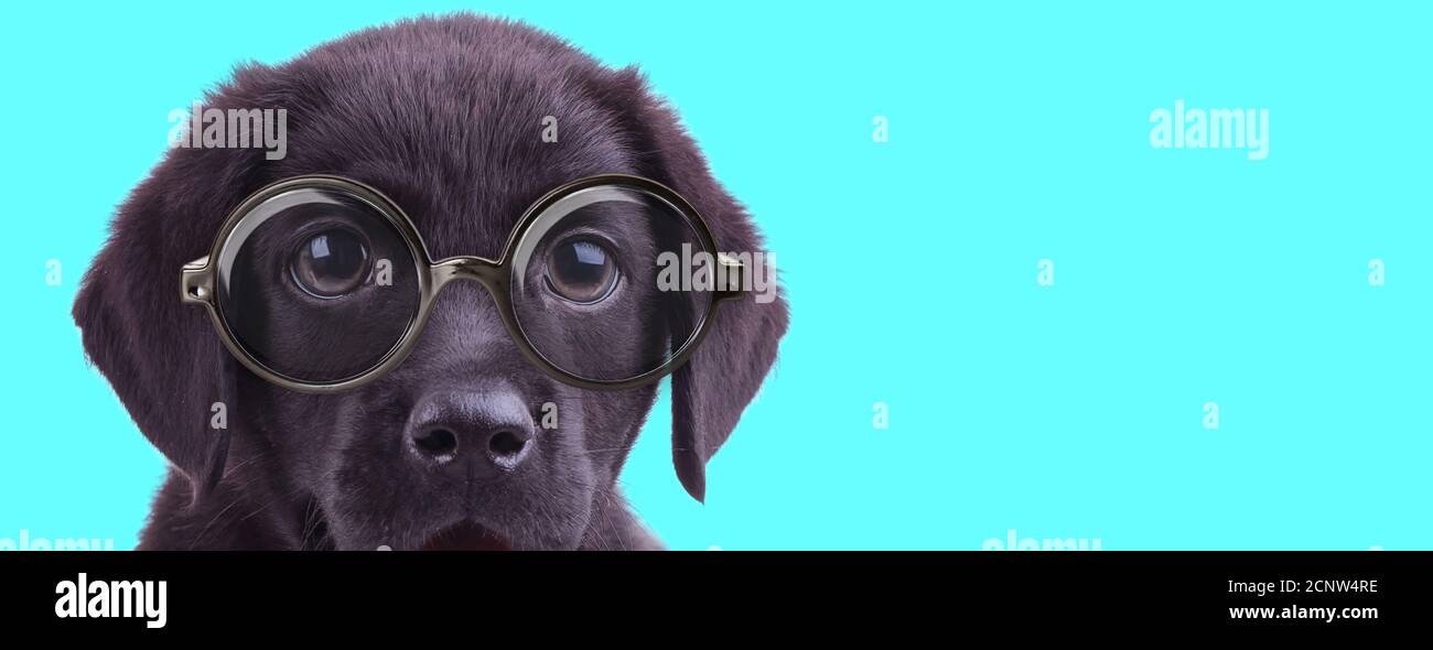adorable young Labrador Retriever dog wearing eyeglasses, looking at ...