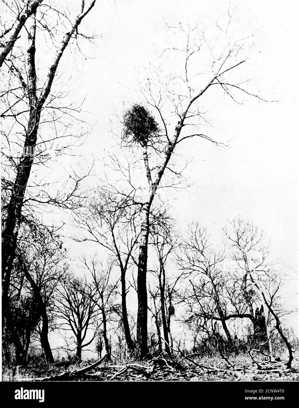 . North American birds eggs . [Grayish white. North American Birds Eggs ...