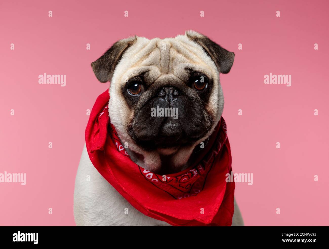 little pug dog with big humble eyes is wearing a red bandana and ...