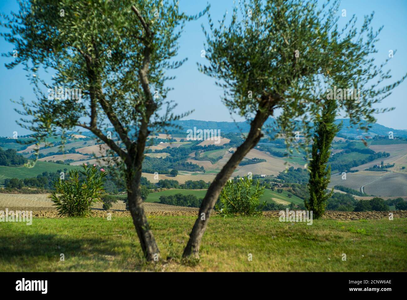 Olive trees, view of the landscape at Fossombrone, Marche, Italy ...