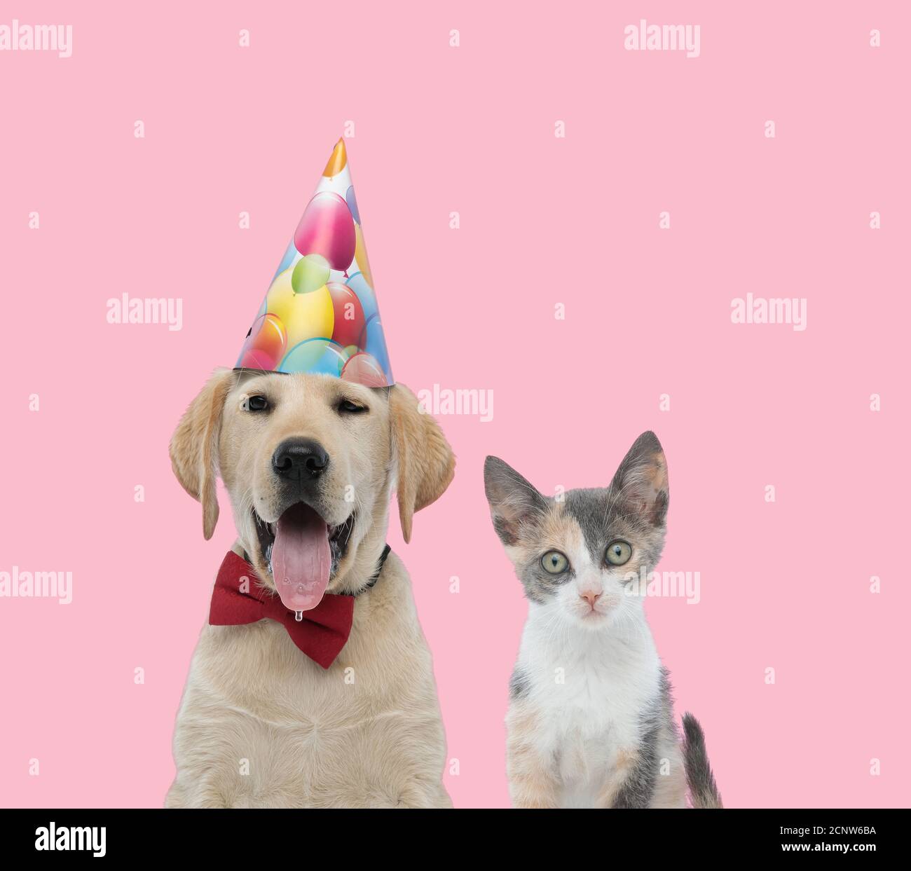Happy Birthday Yellow Lab