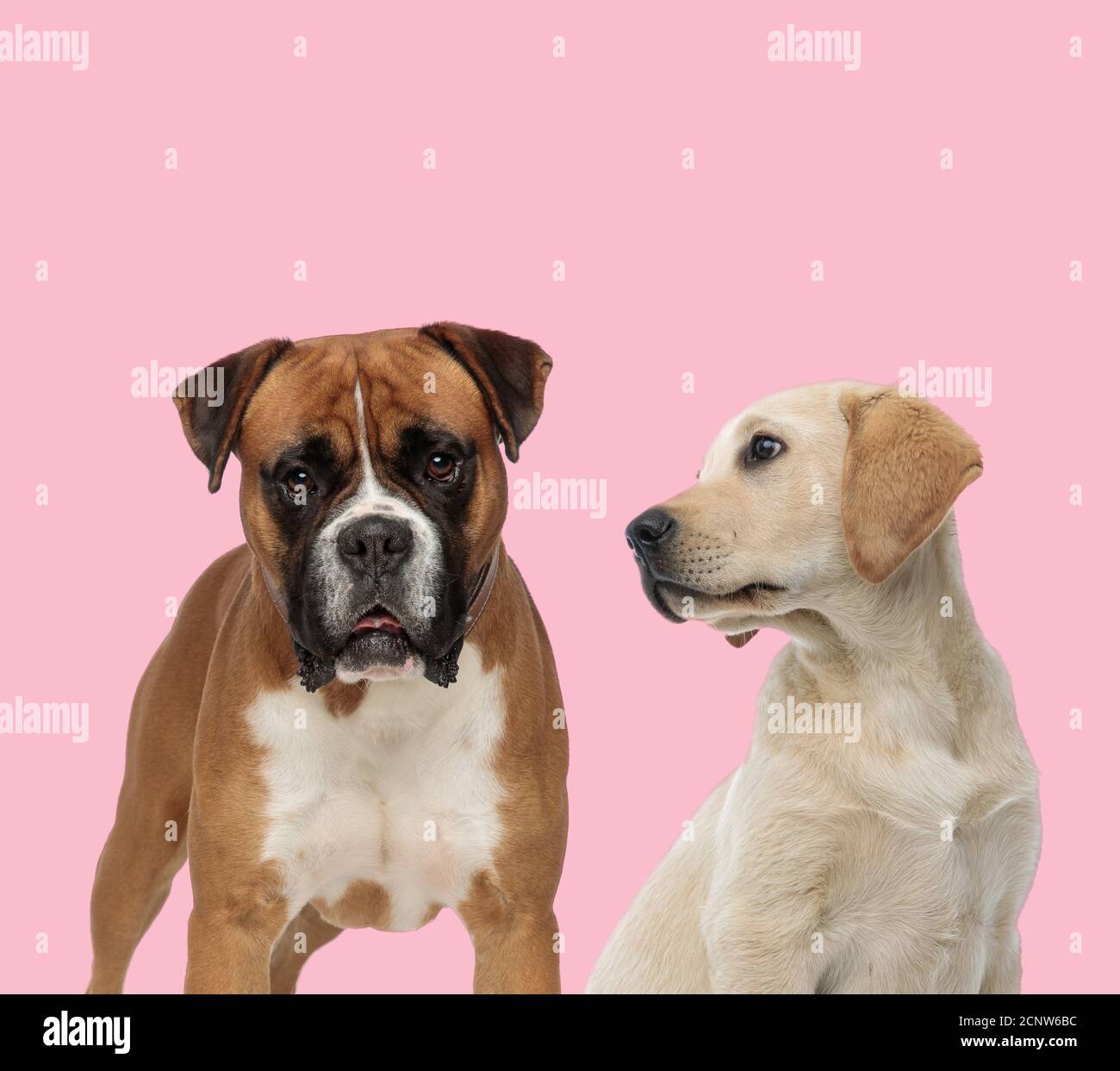 team of boxer and labrador retriever looking to side and panting on ...