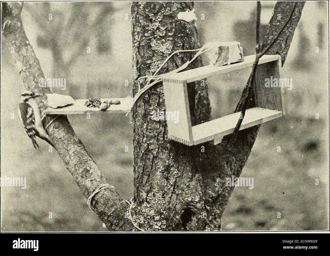 Crow eating insects hi-res stock photography and images - Alamy