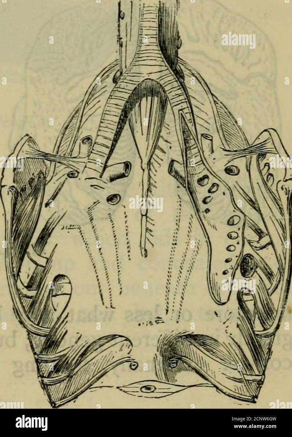 Modified thorax hi-res stock photography and images - Alamy