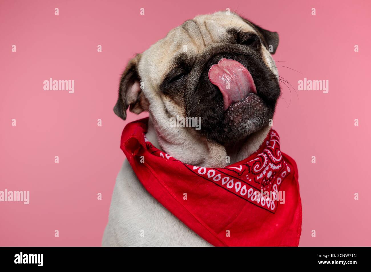 seated pug dog licking his mouth with his eyes closed and wearing a red ...