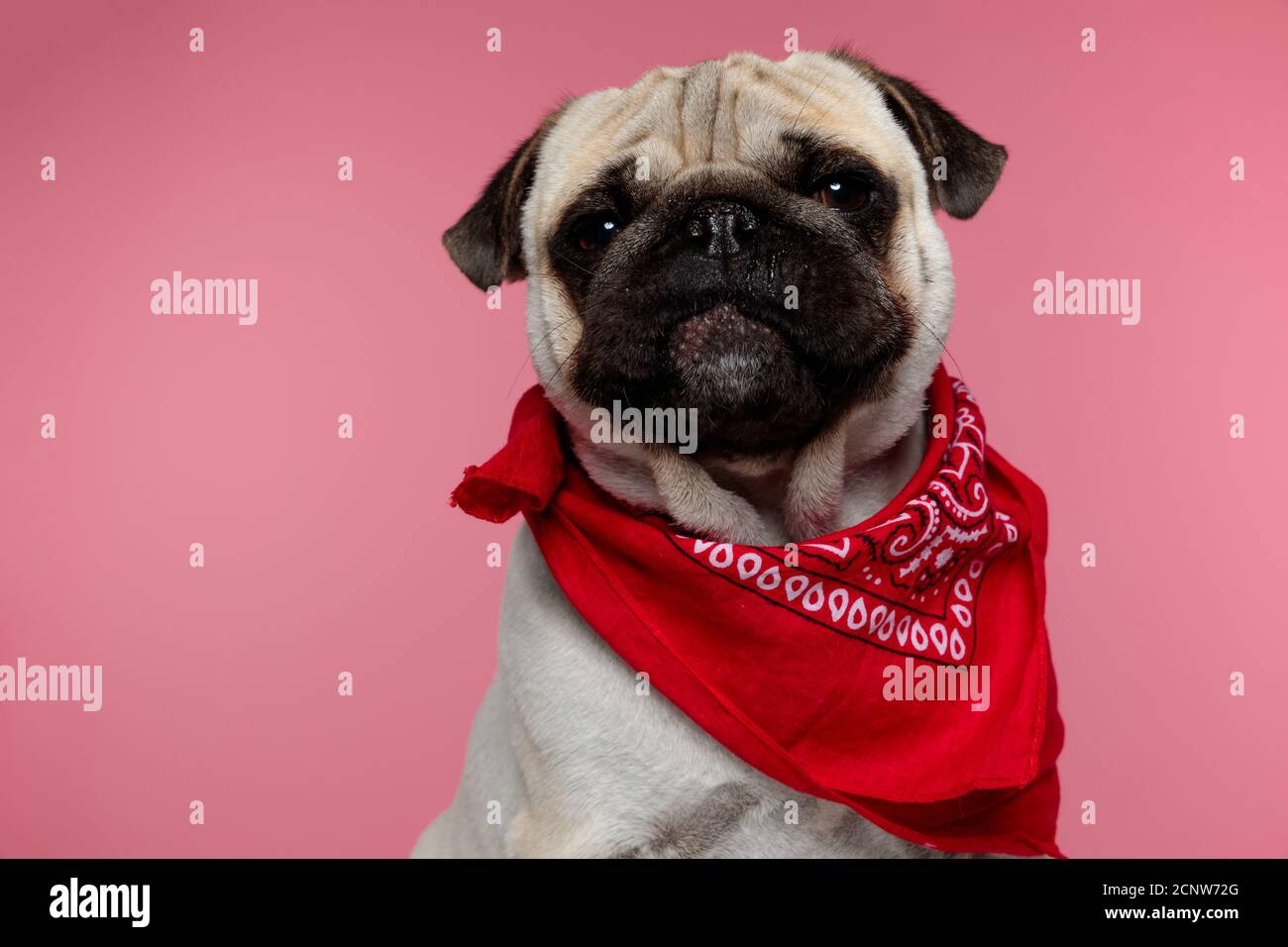 cute bored pug dog sitting against pink background and looking at ...