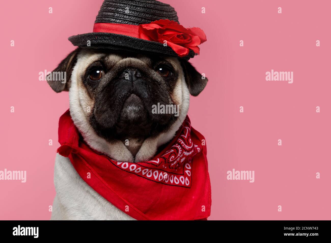 beautiful portrait of a pug dog with fawn fur, big eyes wearing a red ...