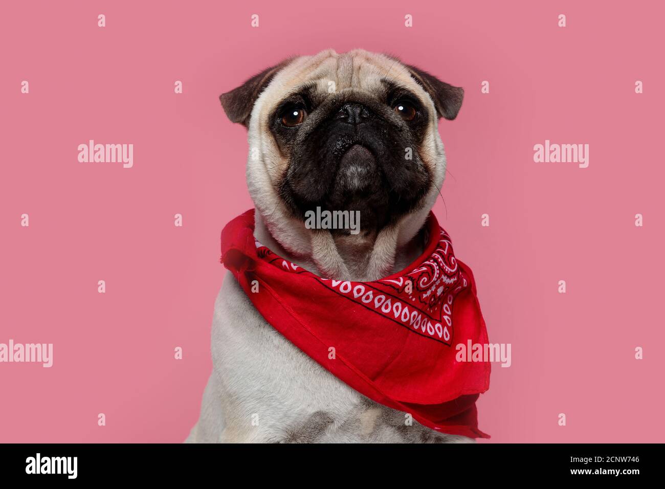 cute mops dog with fawn fur and a red bandana is sitting and looking ...