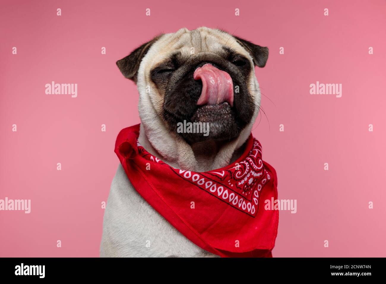 little sweet pug dog with closed eyes licking his nose, being hungry ...