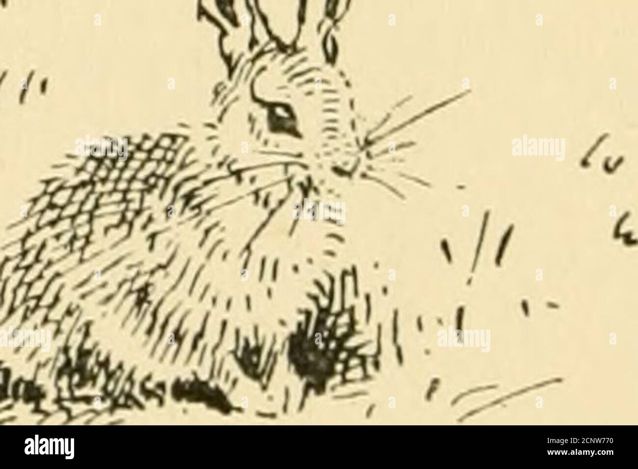 Rabbitsfeeding hi-res stock photography and images - Alamy