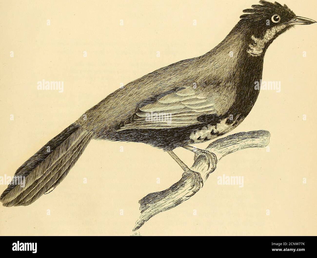 Coach whip bird hi-res stock photography and images - Alamy