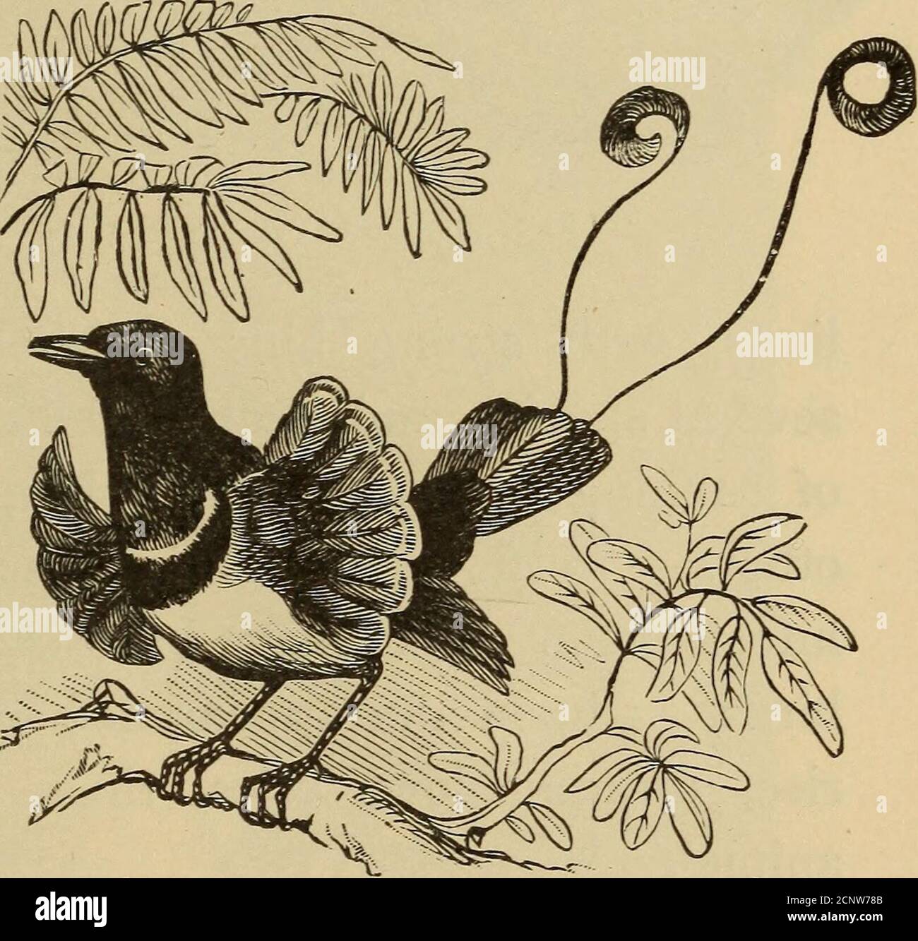 Paradise fig hi-res stock photography and images - Alamy