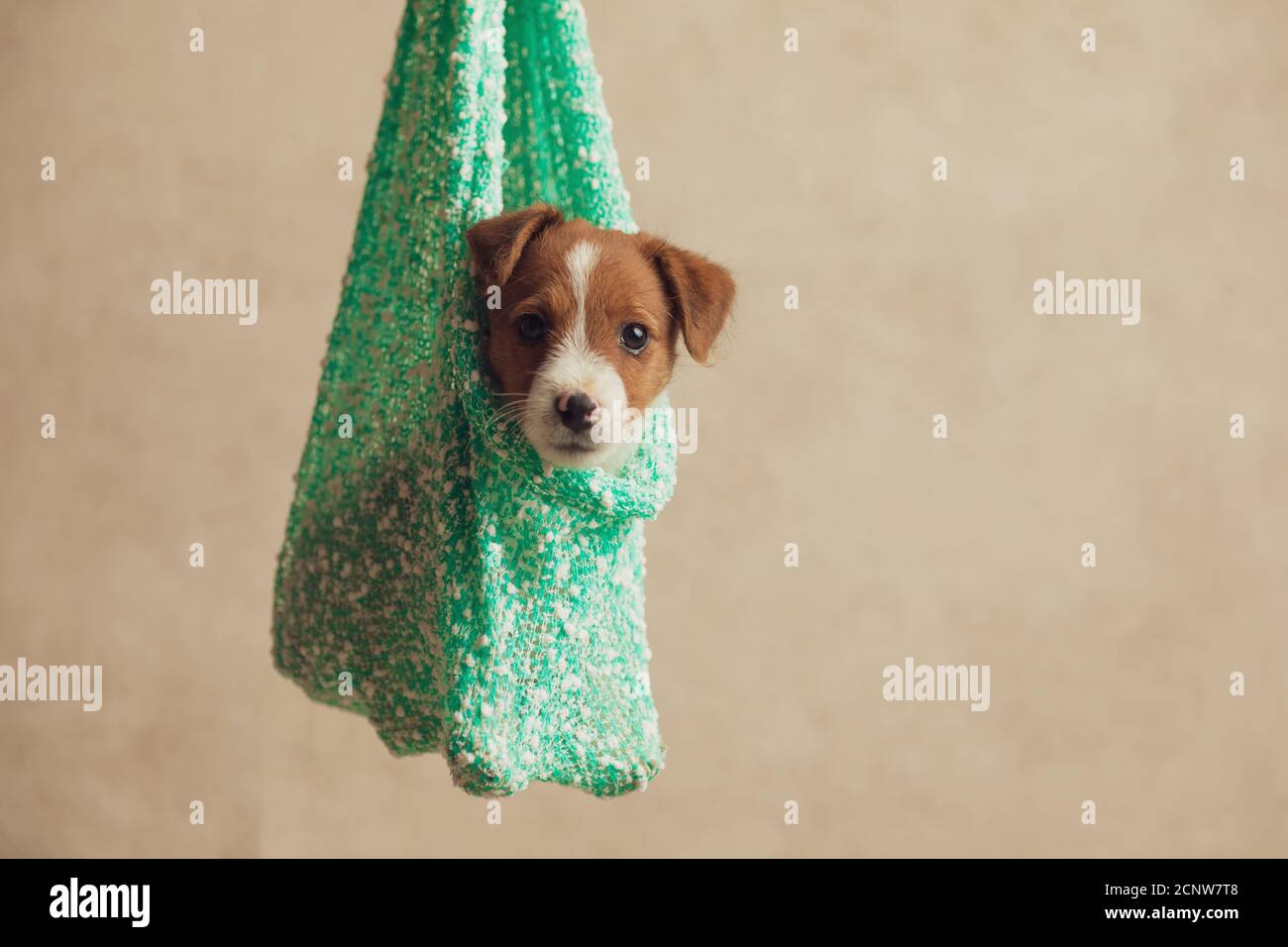 adorable jack russell terrier dog wrapped in a cloth is looking at the ...