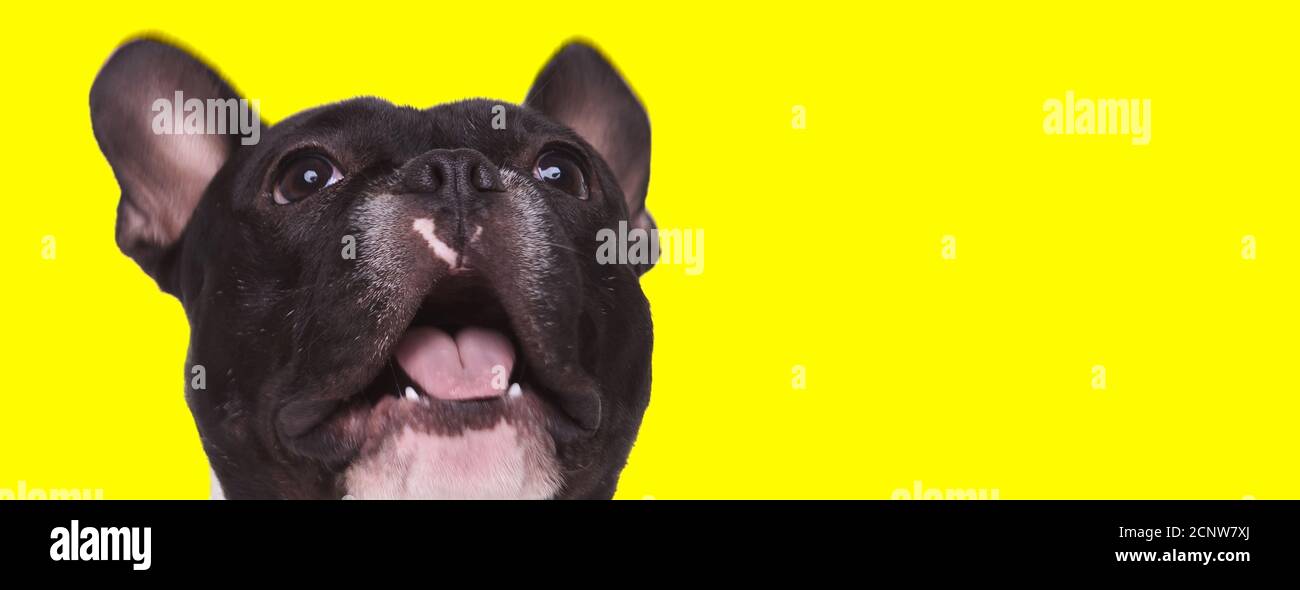 Playful French Bulldog cub looking up, begging and panting on yellow ...