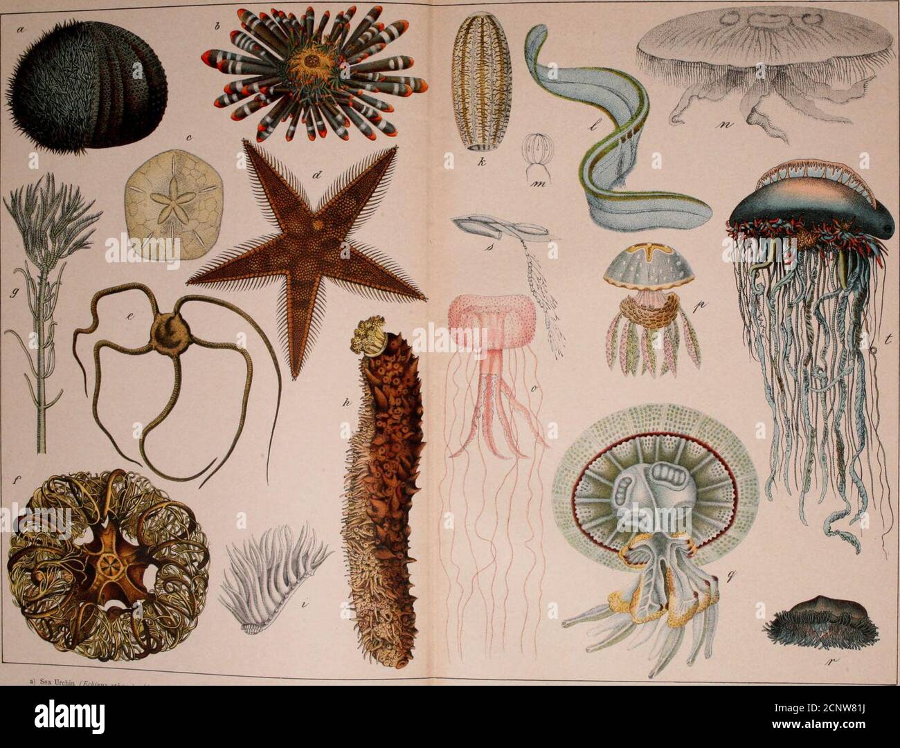 Trichina spiralis hi-res stock photography and images - Alamy