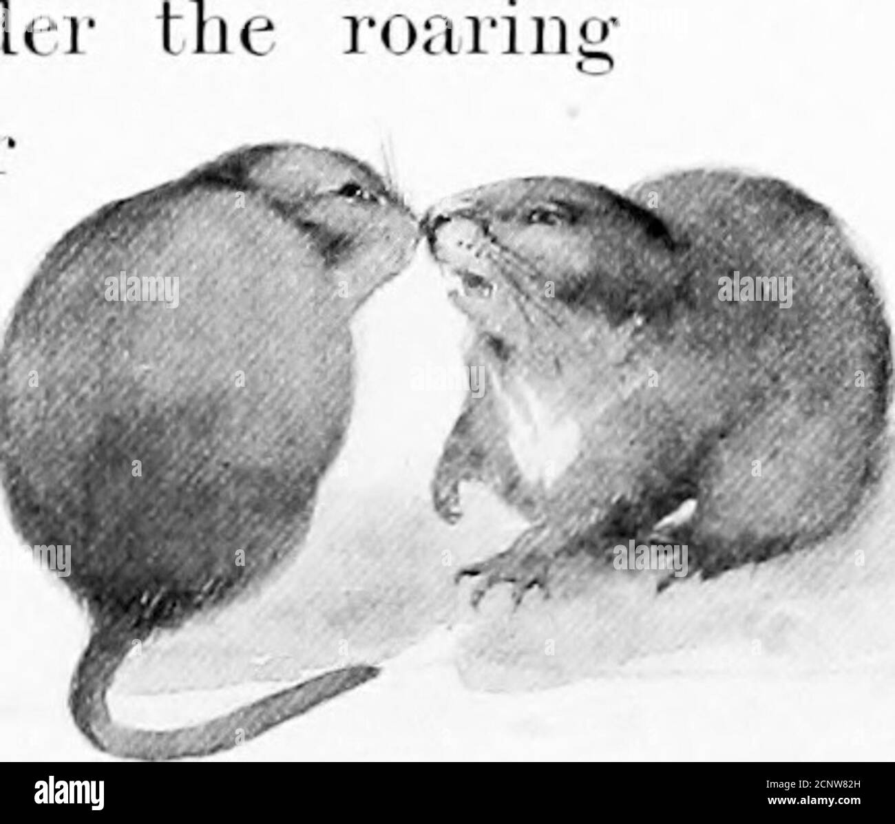 Muskrat Black and White Stock Photos & Images - Alamy