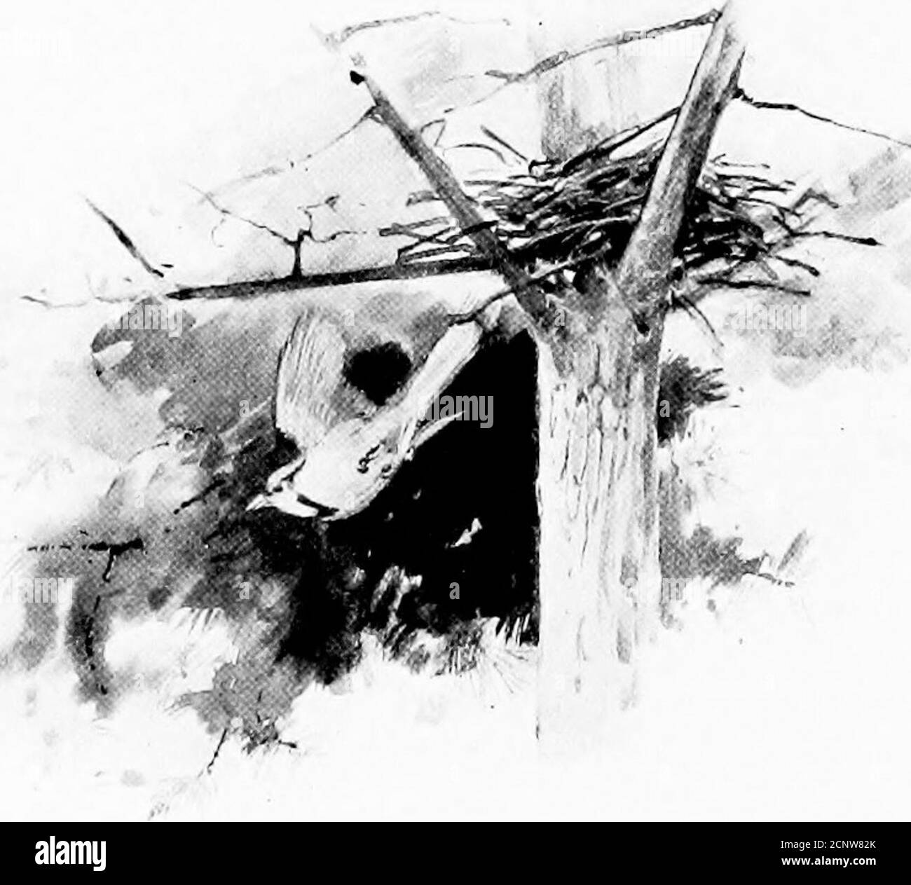 Plank on muddy Black and White Stock Photos & Images - Alamy