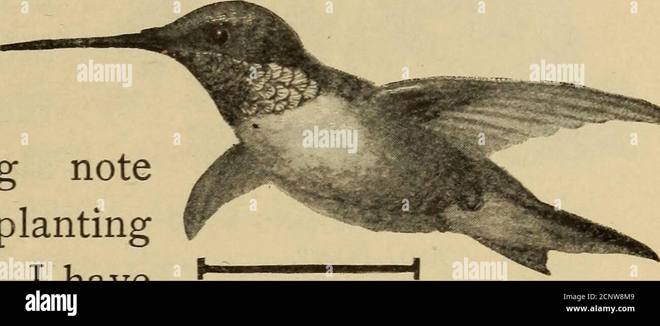 Swift species in south america hi-res stock photography and images - Alamy