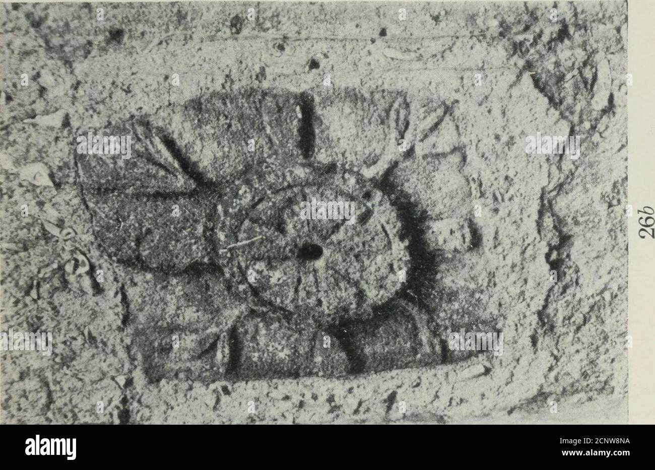 Devil whale hi-res stock photography and images - Alamy