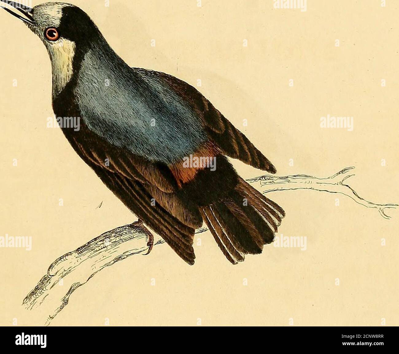 . Illustrations of ornithology . :%*** Stock Photo - Alamy