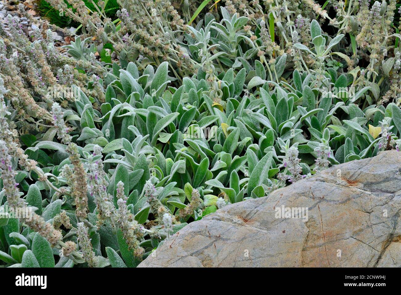 Lamb's Ears, an ornamental perennial plant ( stachys byzantina ...