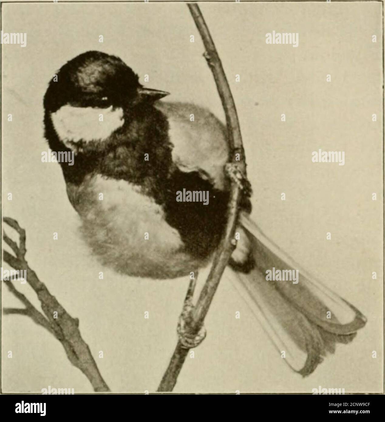 Great titmouse hi-res stock photography and images - Alamy