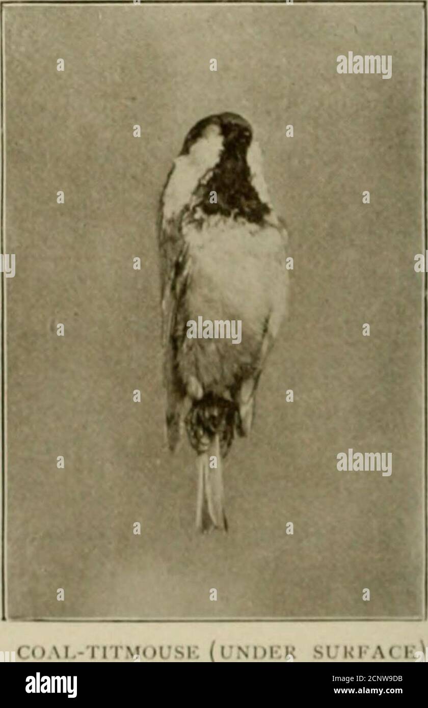 Coal parus ater hi-res stock photography and images - Alamy