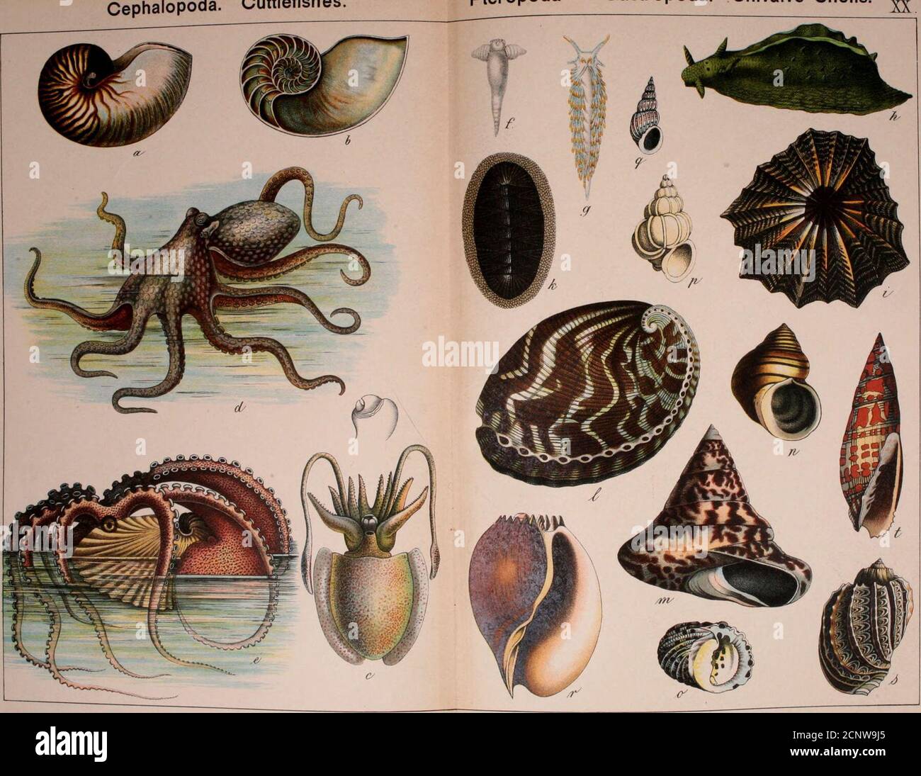 Salmo 91 hi-res stock photography and images - Alamy