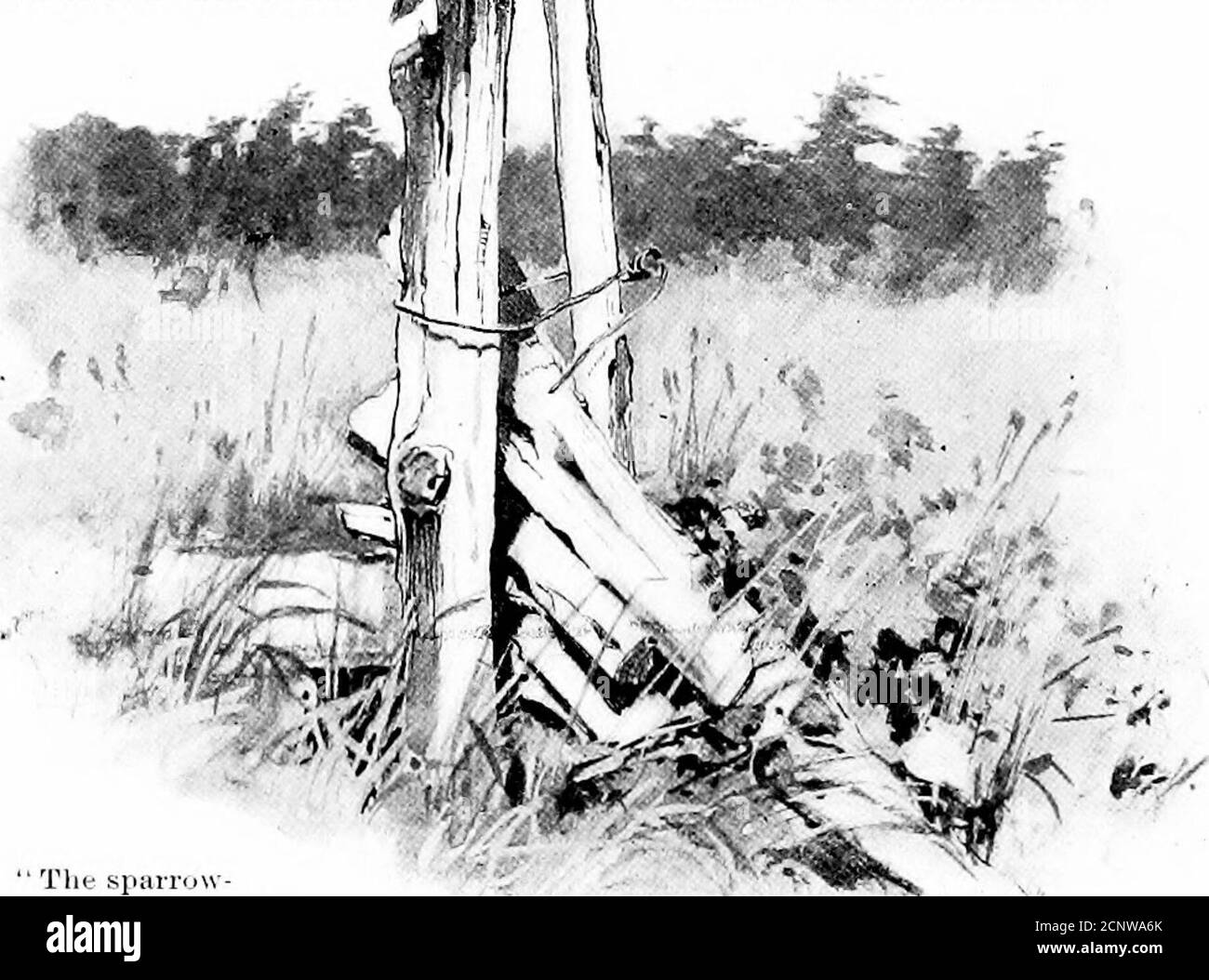 Hawk chasing Black and White Stock Photos & Images - Alamy