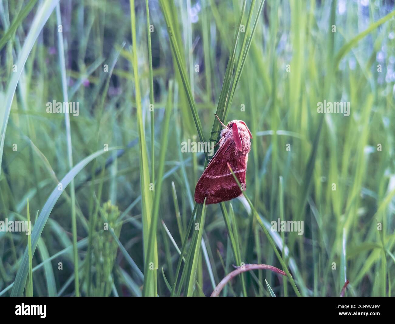 Beautiful gypsy moth Lymantria dispar with long narrow rabbit-like ears ...