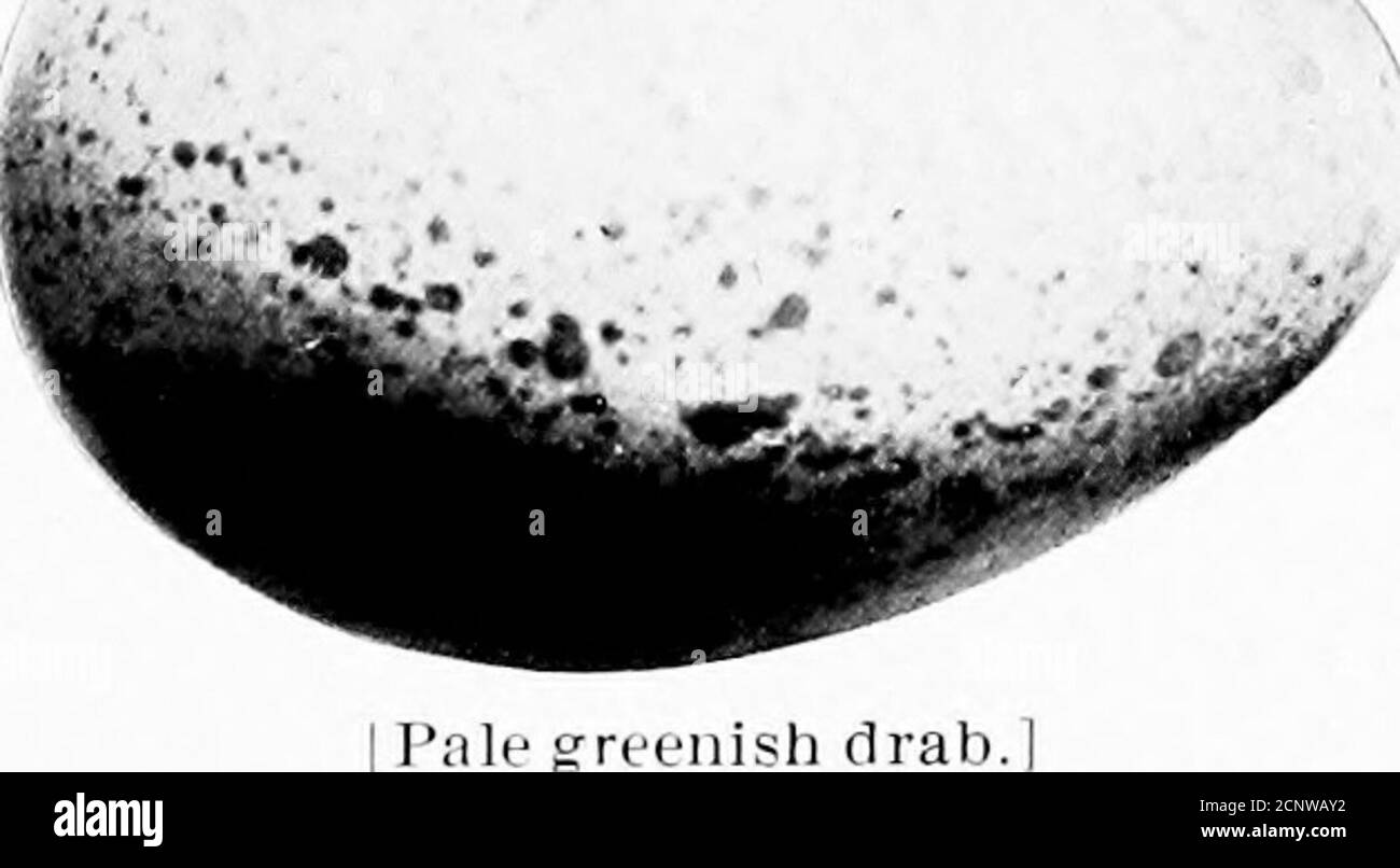 Sharp tailed grouse species Cut Out Stock Images & Pictures - Alamy