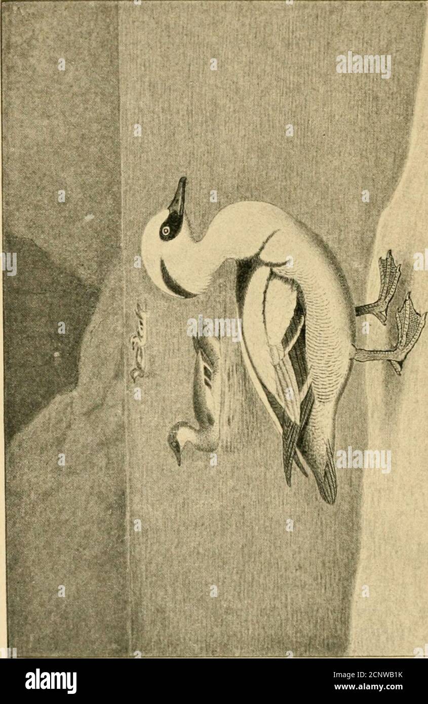 Parts of a swan head hi-res stock photography and images - Alamy