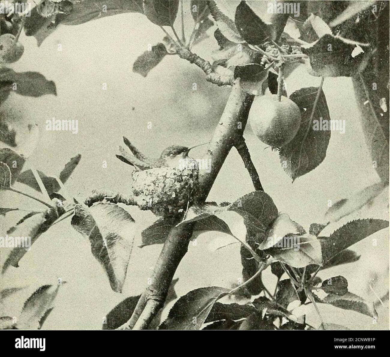 Just fledged bird hi-res stock photography and images - Alamy