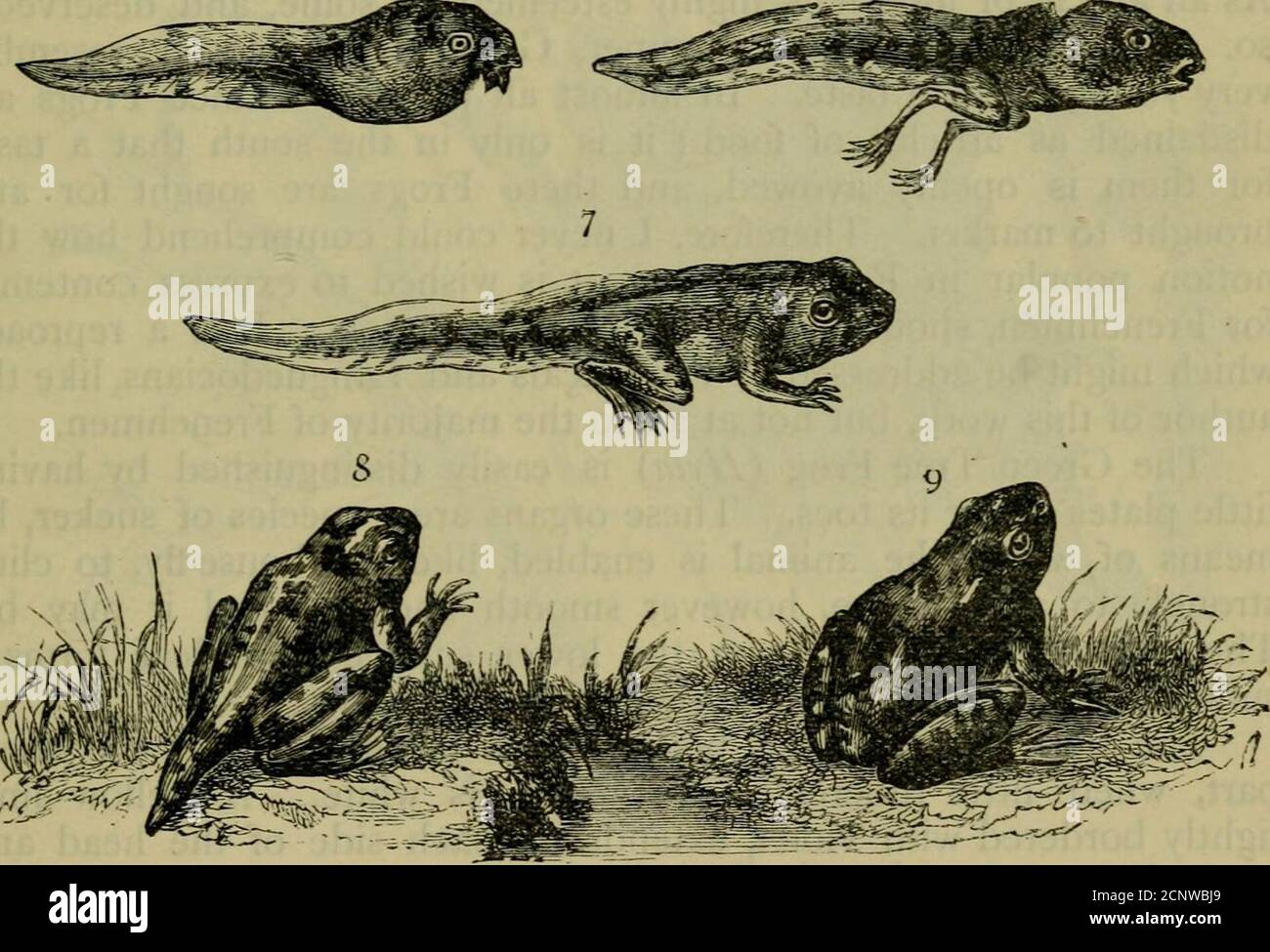 Fish like tadpole hi-res stock photography and images - Alamy