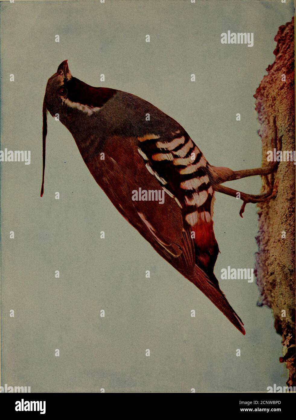 Shallow cup shaped cap hi-res stock photography and images - Alamy