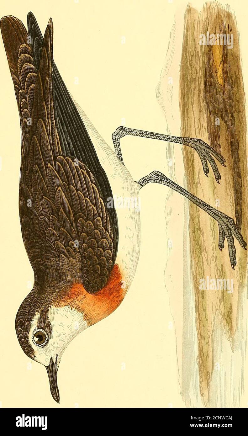 Long slender rounded tail hi-res stock photography and images - Alamy