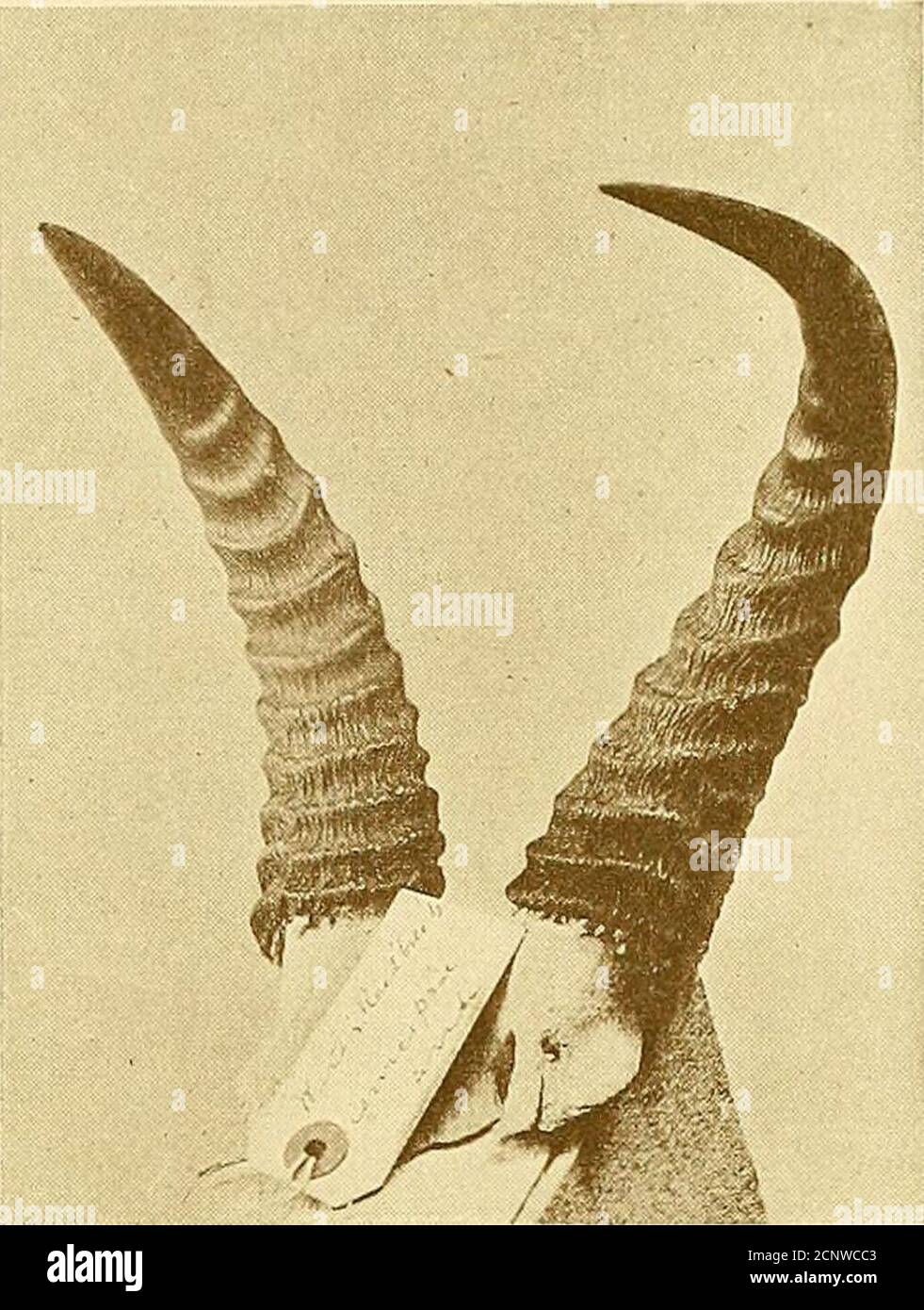 Henry seton karr hi-res stock photography and images - Alamy