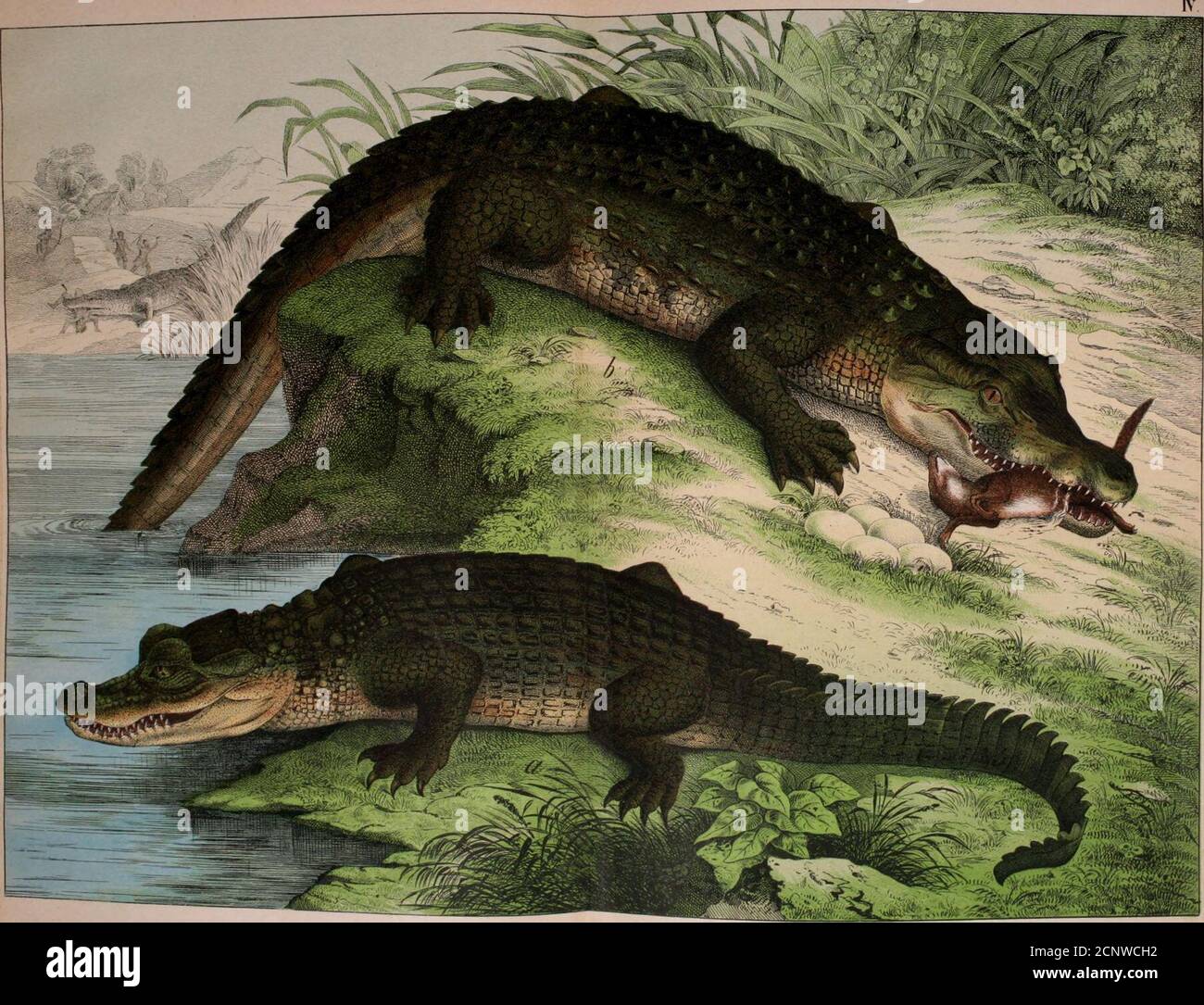 Alligator animal kingdom hi-res stock photography and images - Alamy