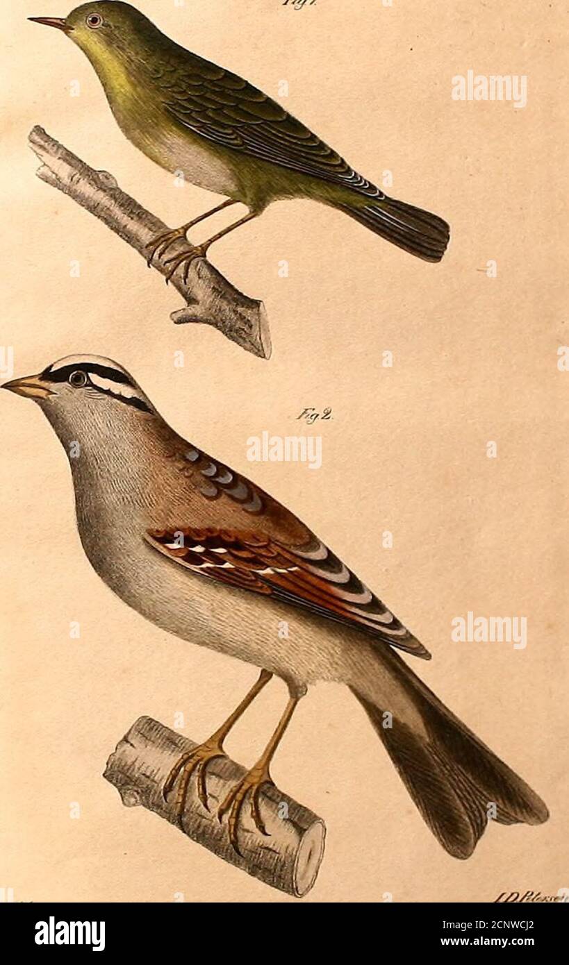 . Icthyologiske bidrag til den grönlandske fauna . lii. Jfr. forstc ...